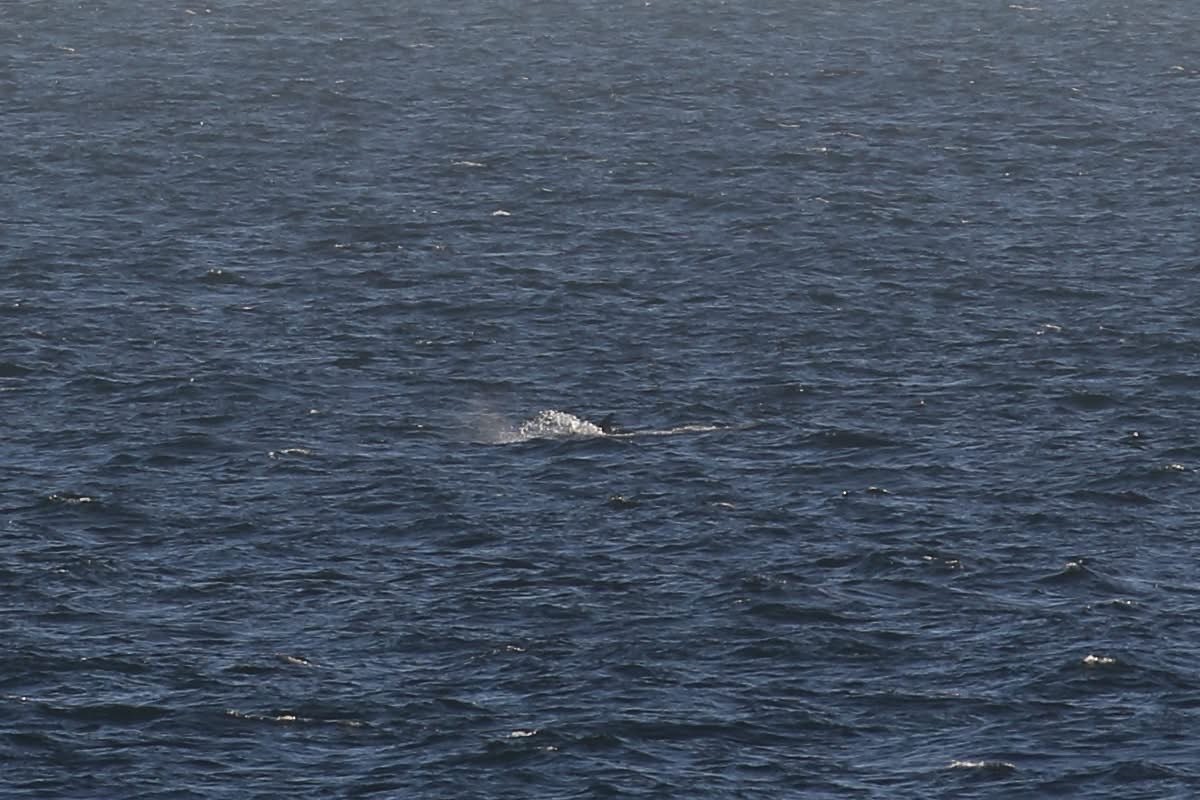 Hebridean Whale & Dolphin Trust » Sighting details