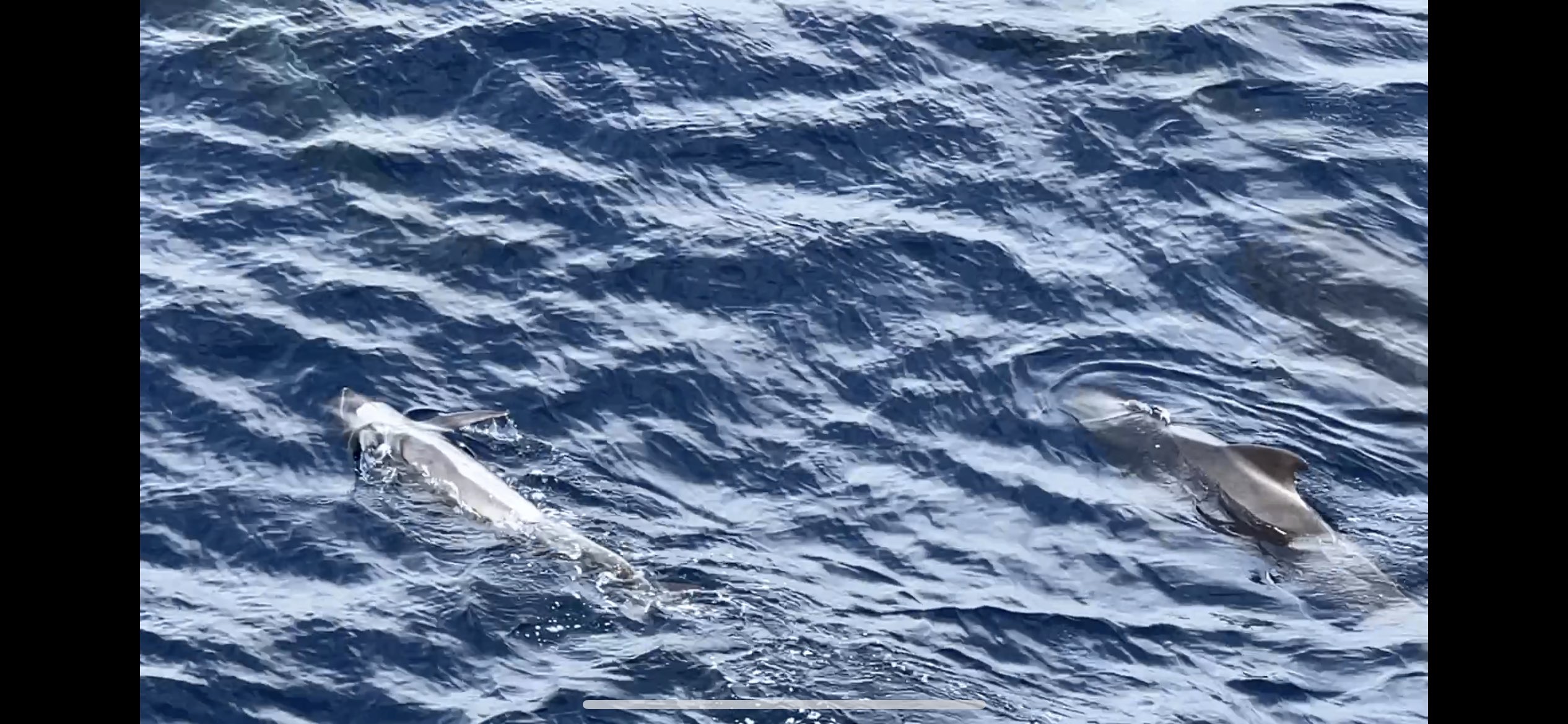 Hebridean Whale & Dolphin Trust » Sighting details