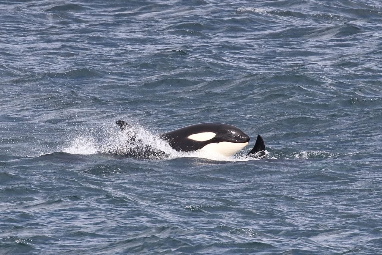 Hebridean Whale & Dolphin Trust » Sighting details