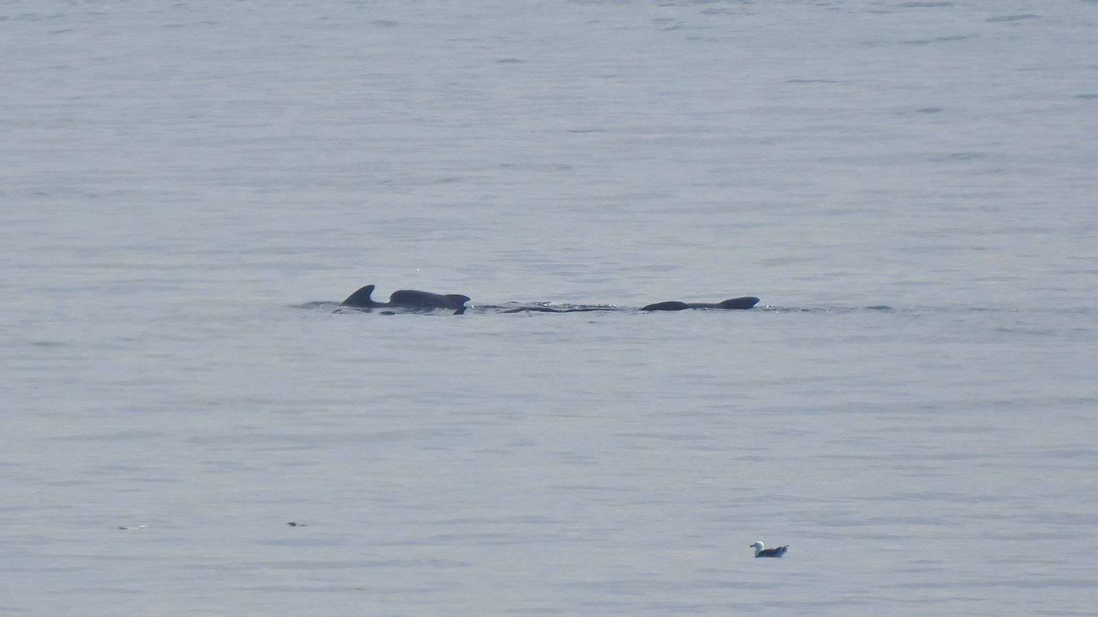 Hebridean Whale & Dolphin Trust » Sighting details