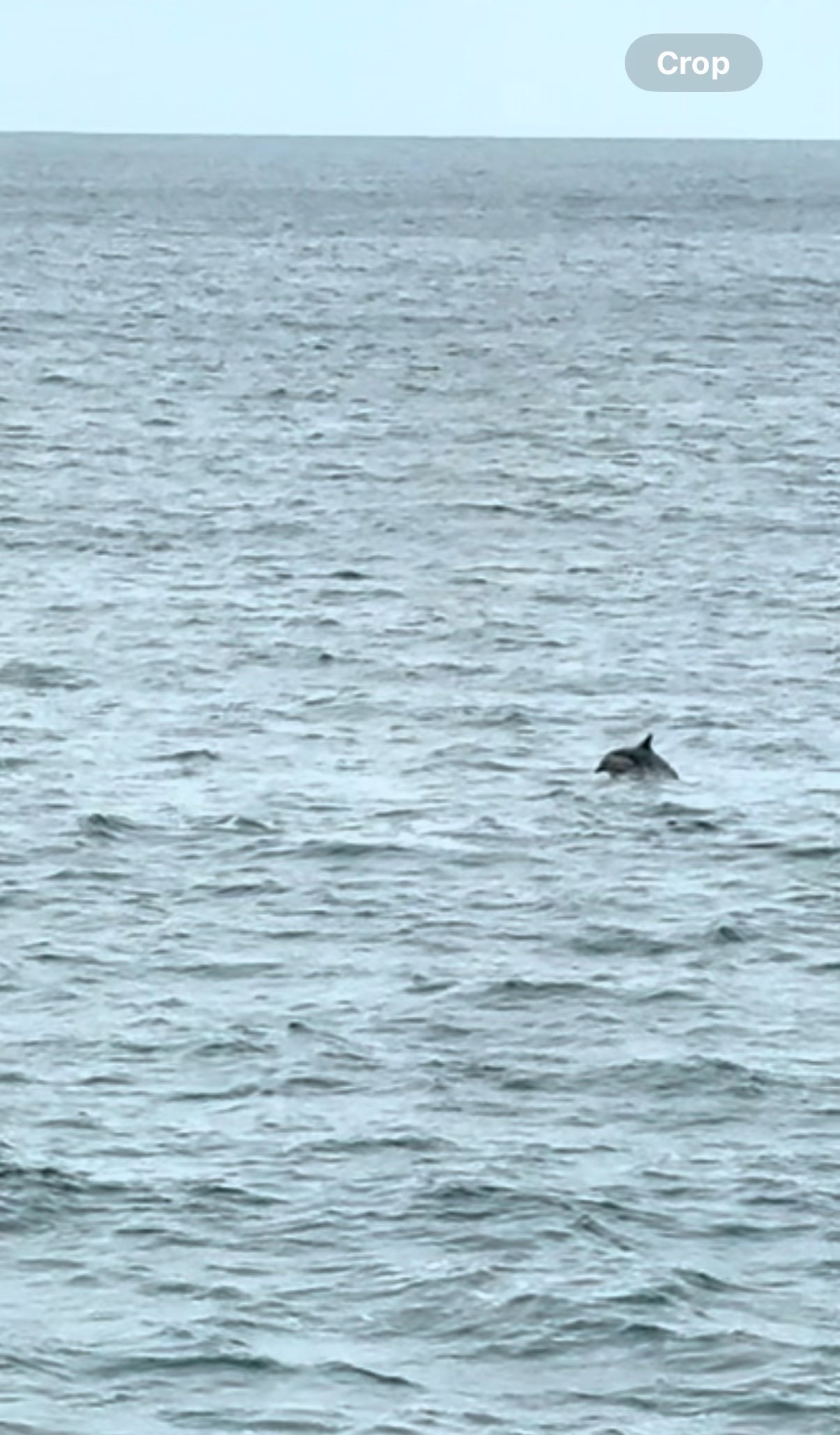 Hebridean Whale & Dolphin Trust » Sighting details