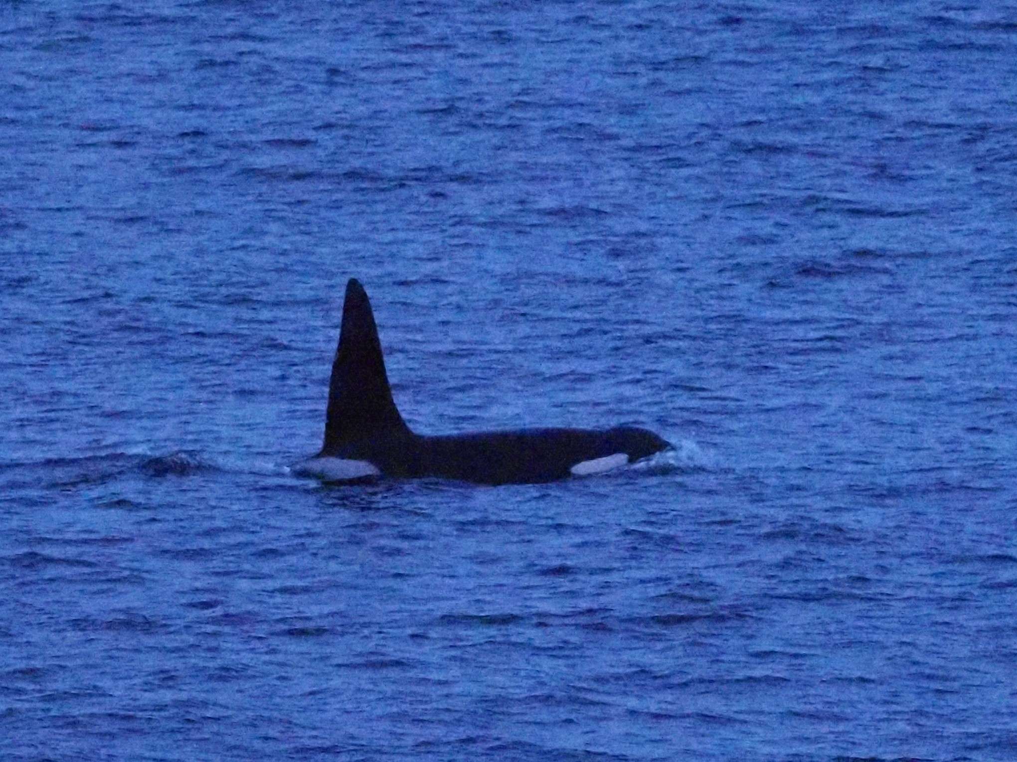 Hebridean Whale & Dolphin Trust » Sighting details