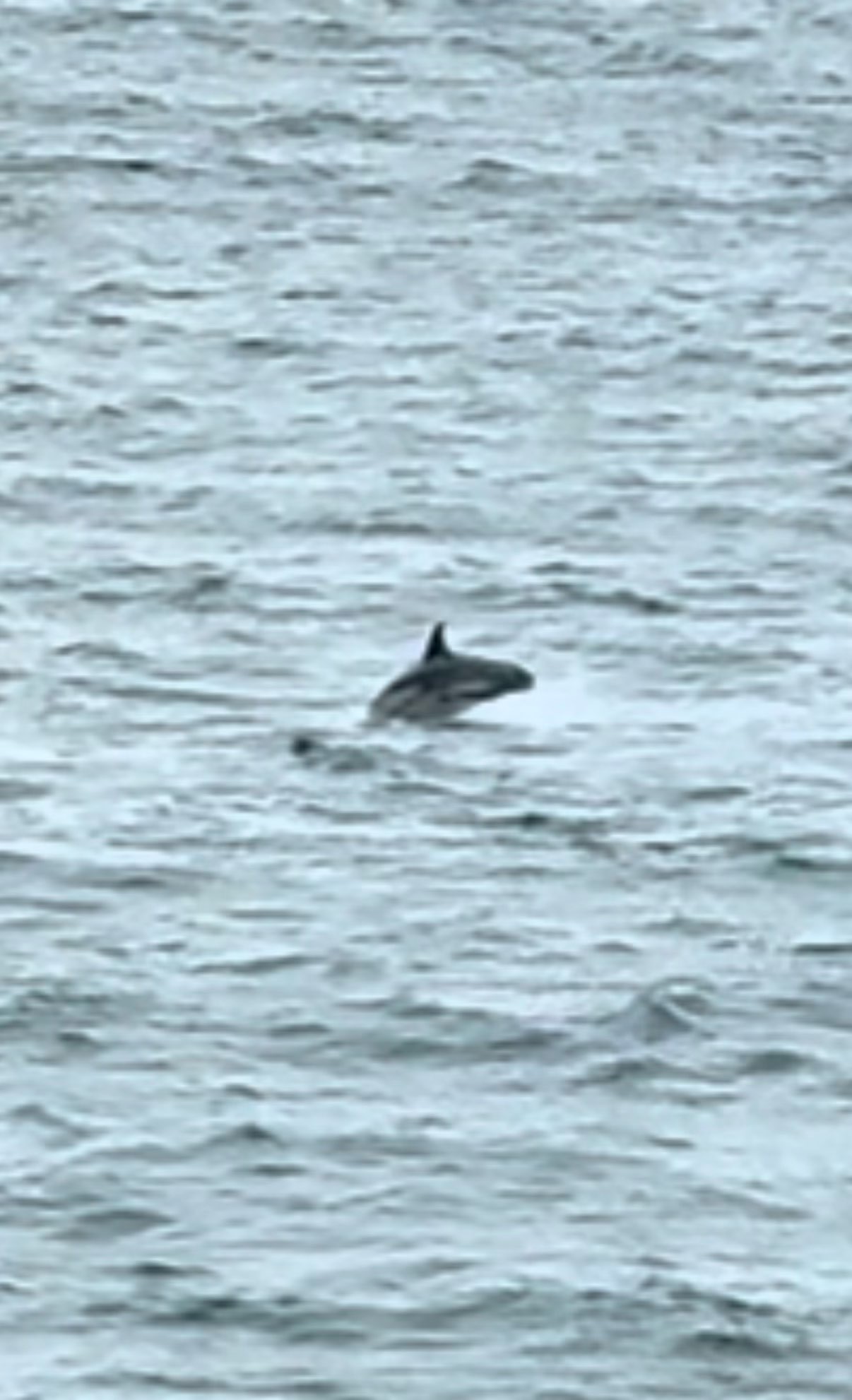 Hebridean Whale & Dolphin Trust » Sighting details