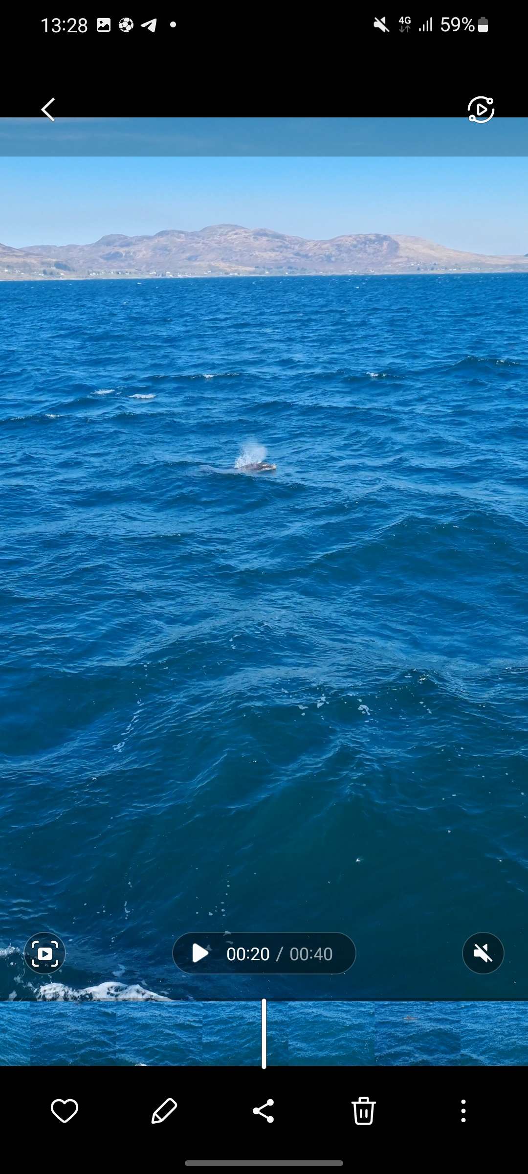 Hebridean Whale & Dolphin Trust » Sighting details