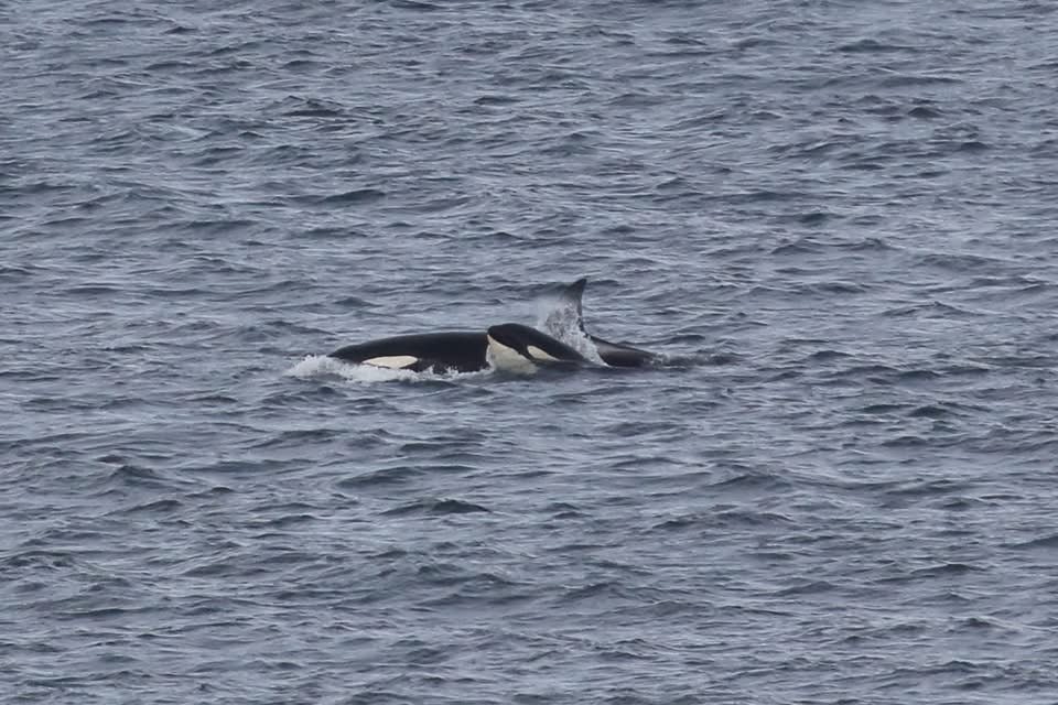 Hebridean Whale & Dolphin Trust » Sighting details