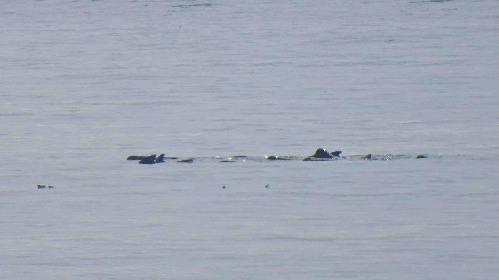 Hebridean Whale & Dolphin Trust » Sighting details