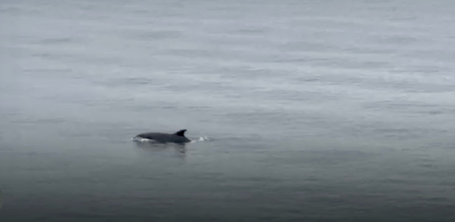 Hebridean Whale & Dolphin Trust » Sighting details