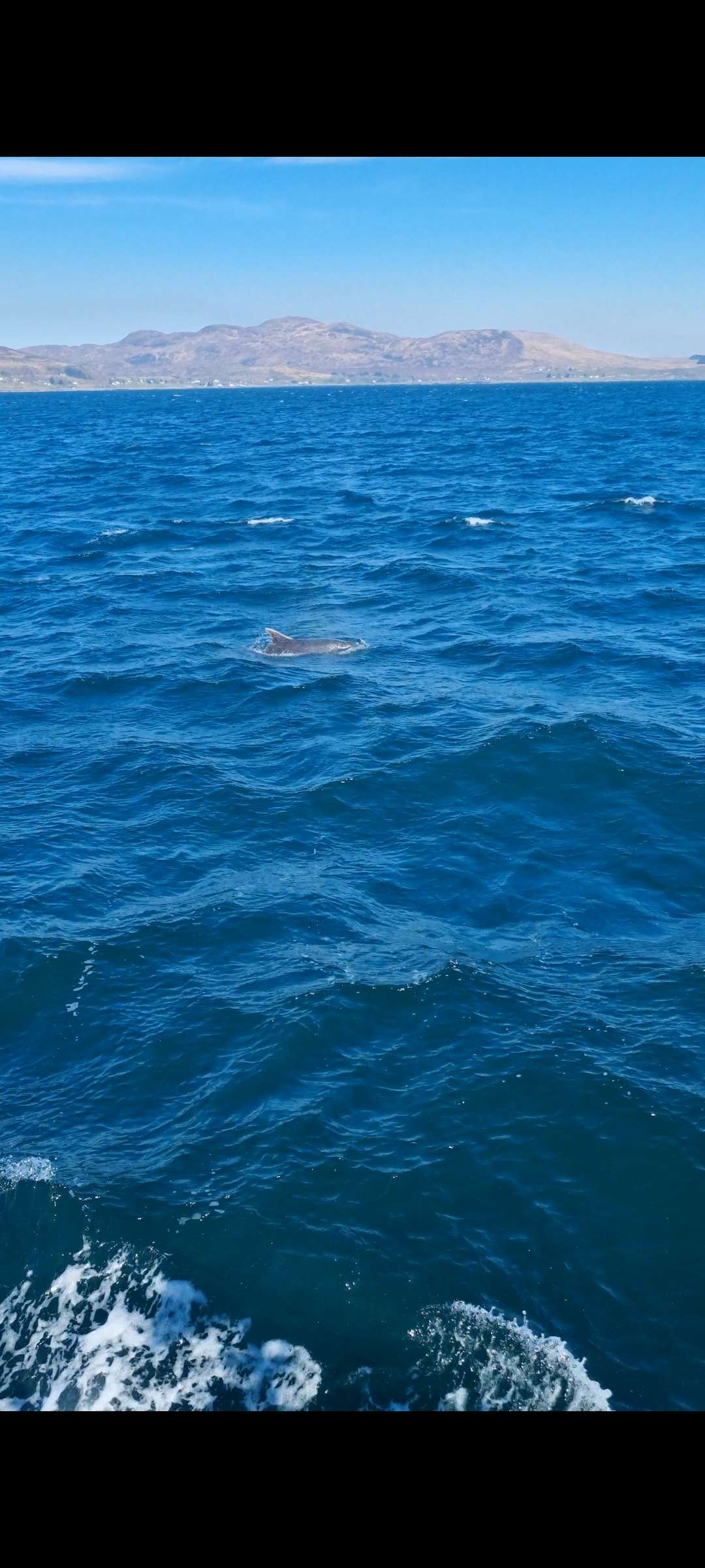 Hebridean Whale & Dolphin Trust » Sighting details