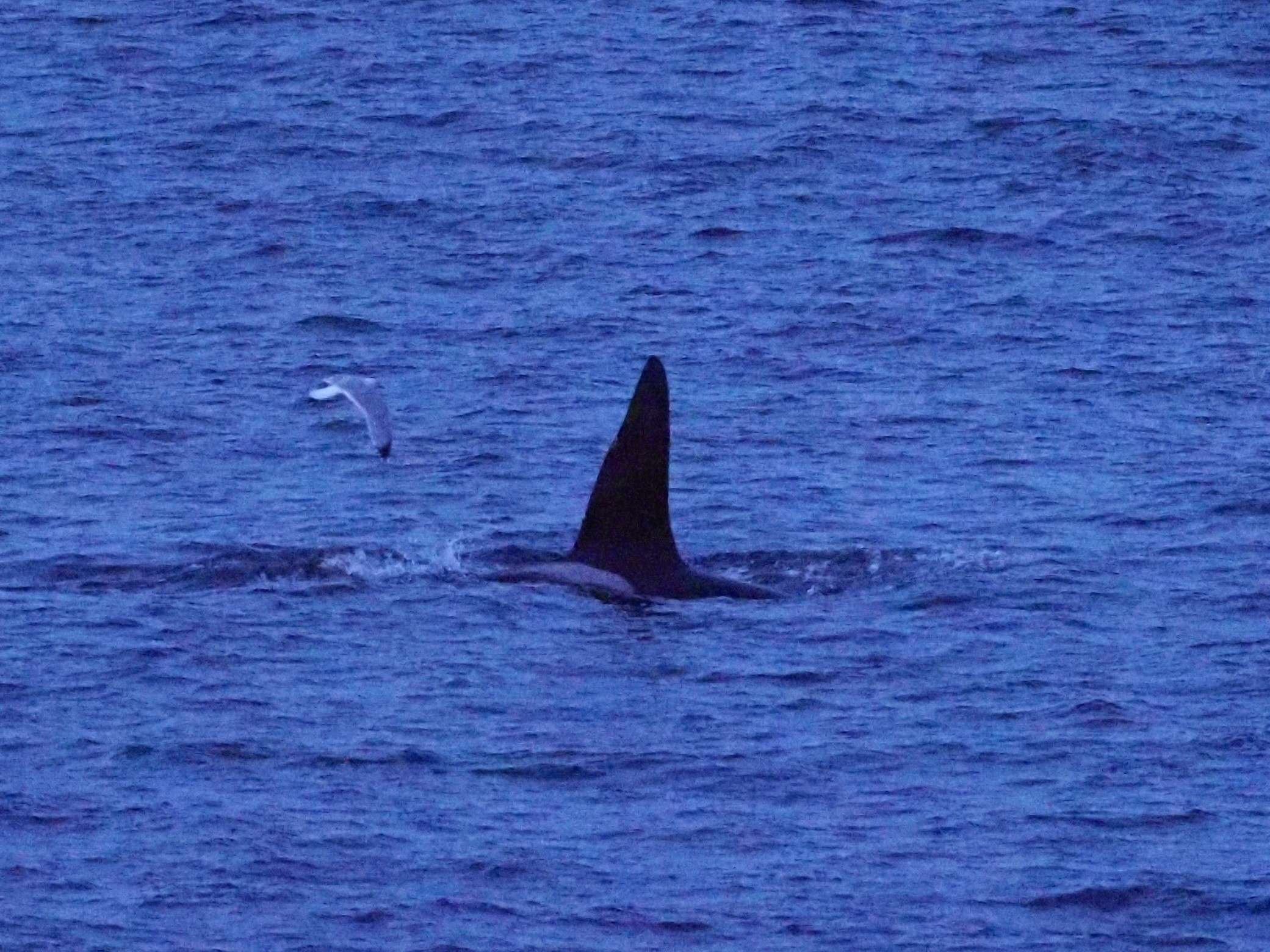 Hebridean Whale & Dolphin Trust » Sighting details