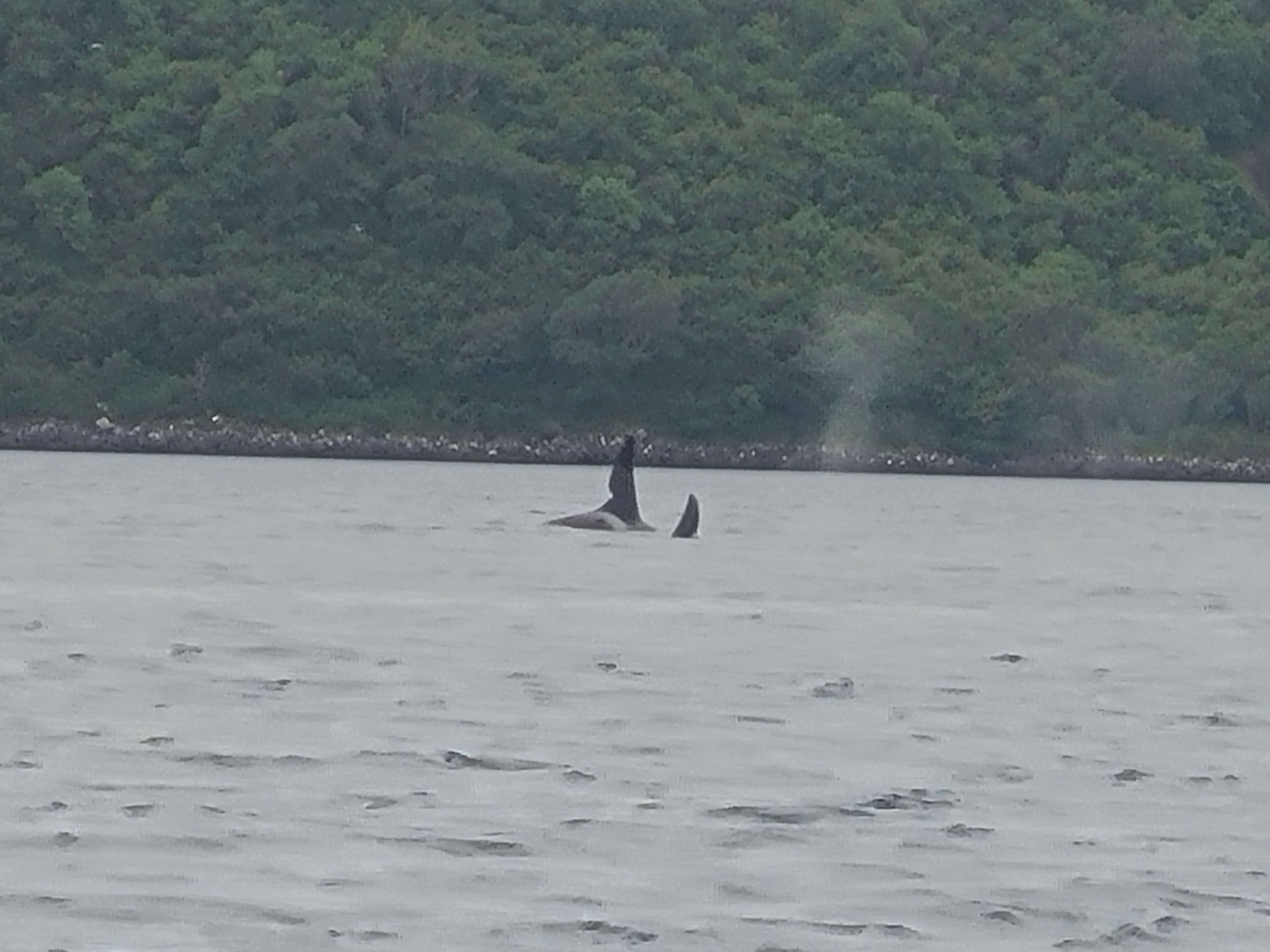 Hebridean Whale & Dolphin Trust » Sighting details