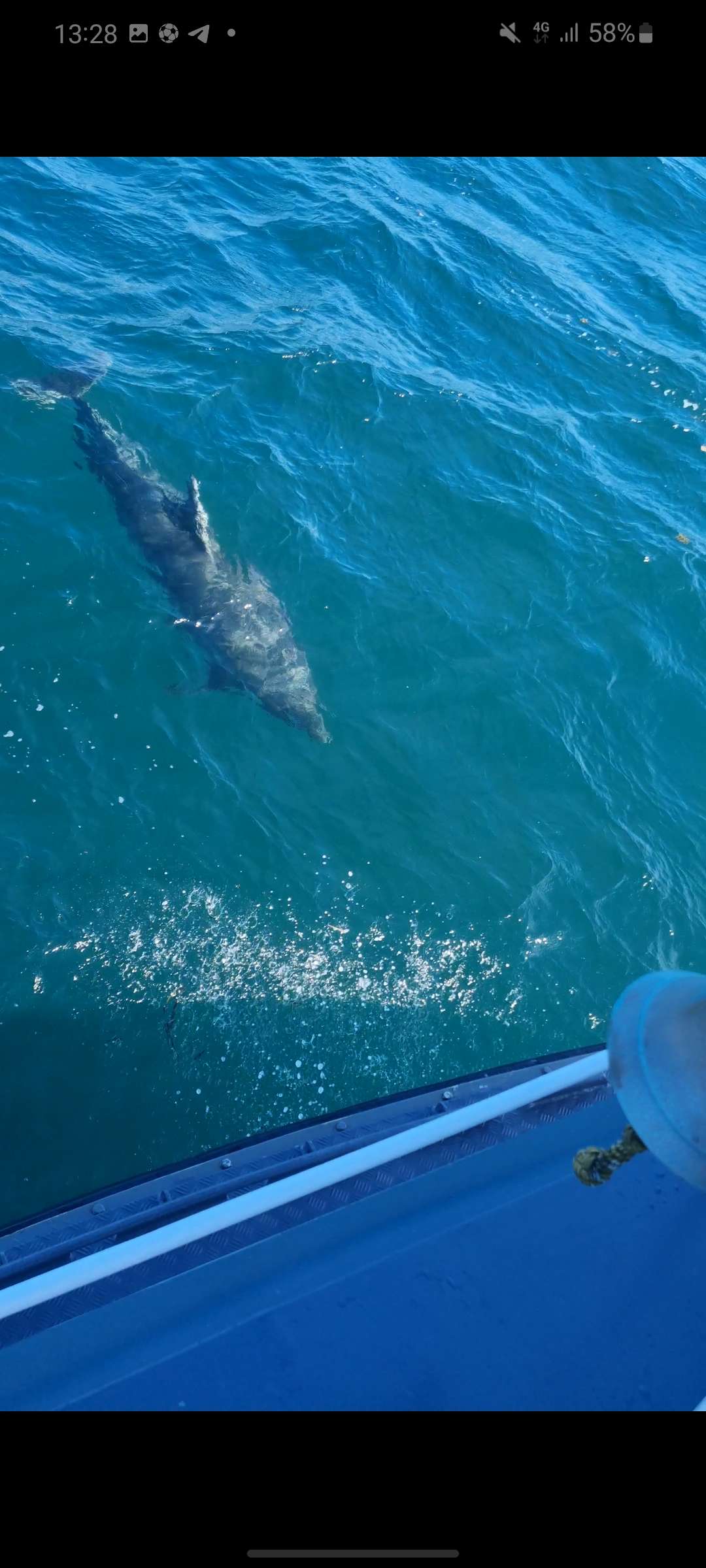 Hebridean Whale & Dolphin Trust » Sighting details